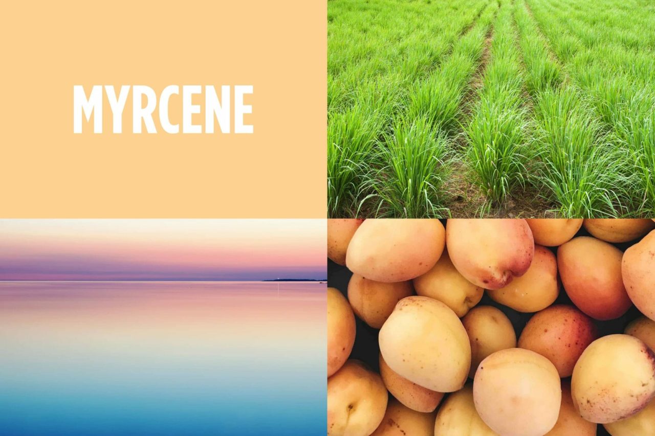 The Farmacy Guide to Terpenes — Myrcene